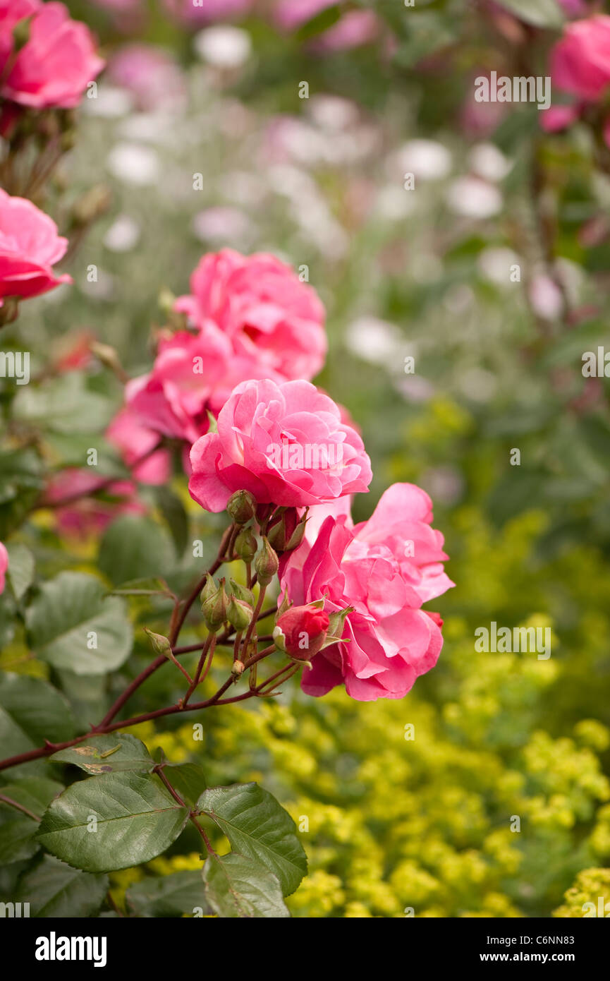 Rosa ‘Kathleen Ferrier’ in flower Stock Photo - Alamy
