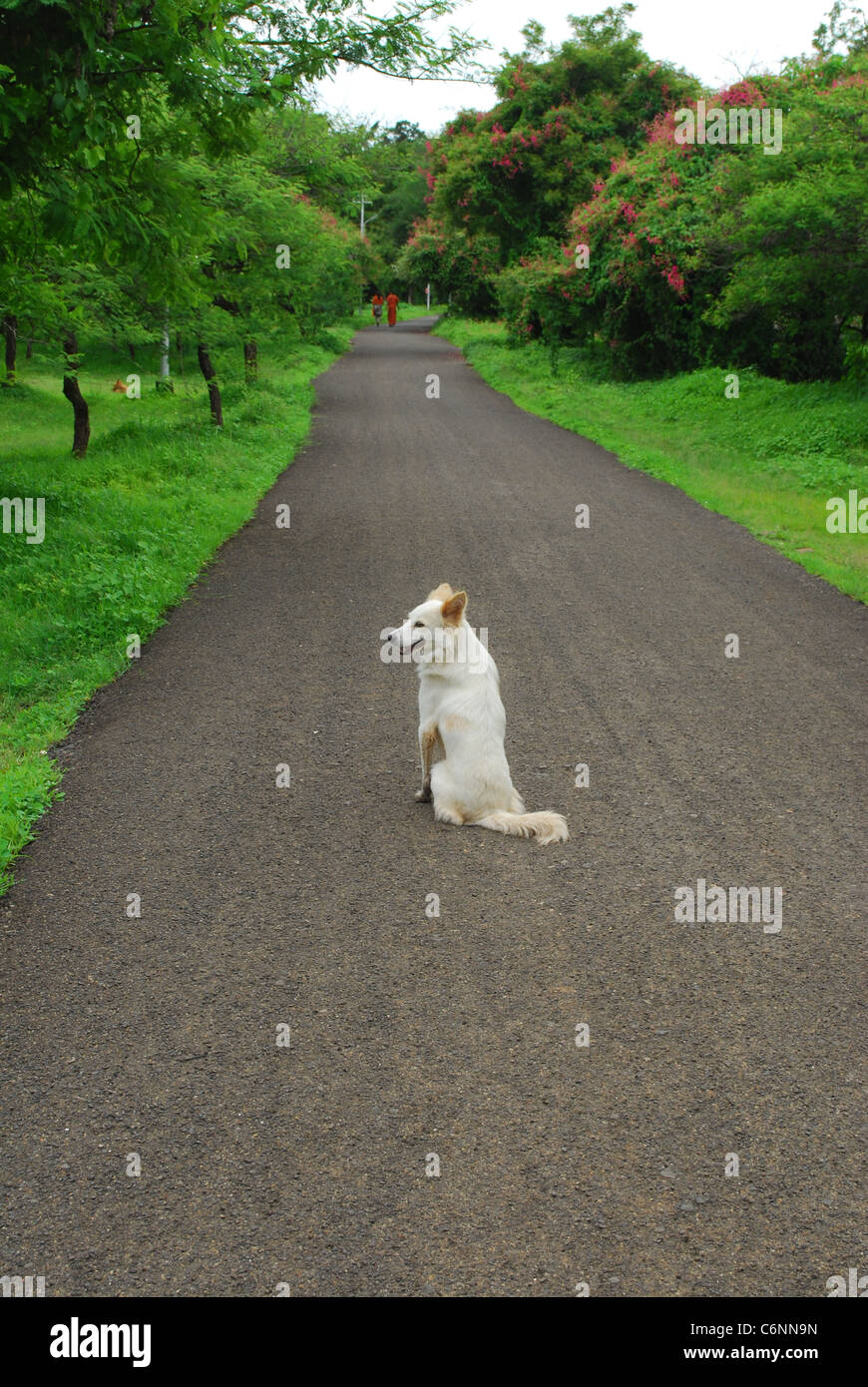 dog sitting on way Stock Photo - Alamy
