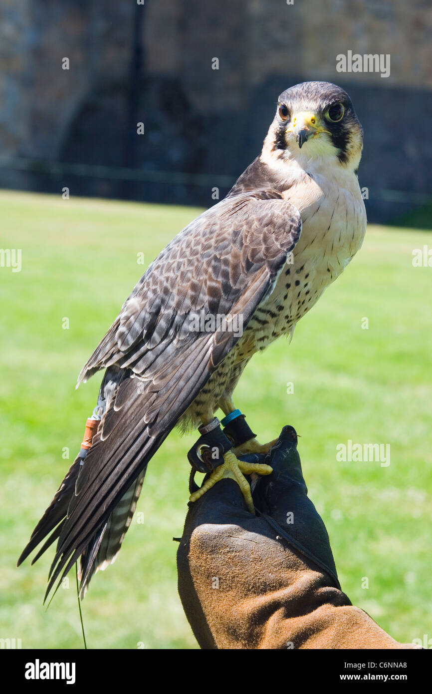 Captive Peregrine Falcon on display at Alnwick Castle, Alnwick ...