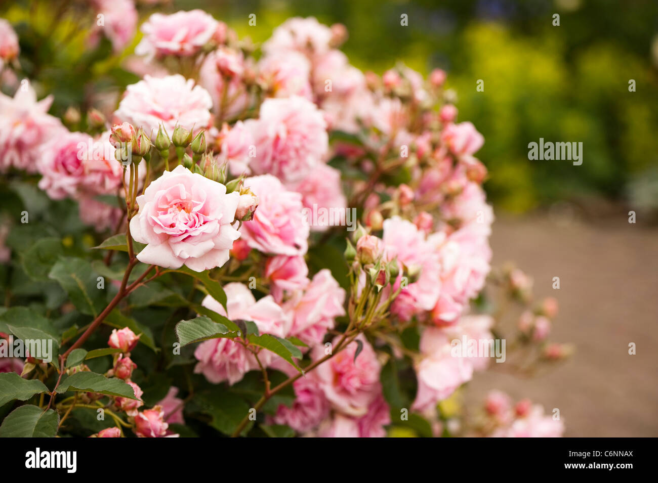 Rosa ‘Felicia’ in flower Stock Photo - Alamy