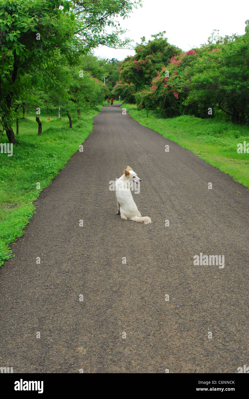 dog sitting on way Stock Photo - Alamy