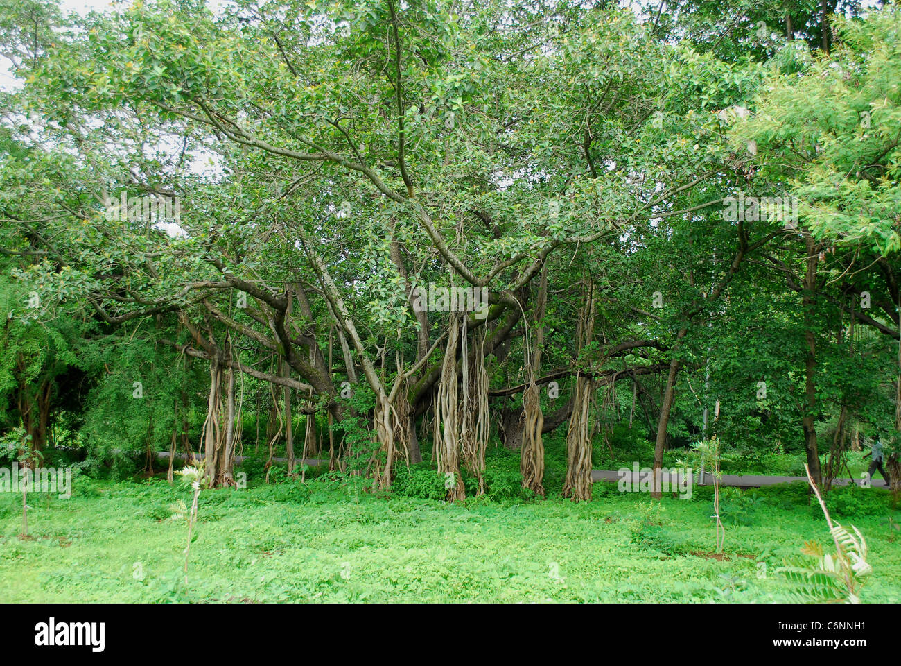 Banyan tree photo hi-res stock photography and images - Alamy