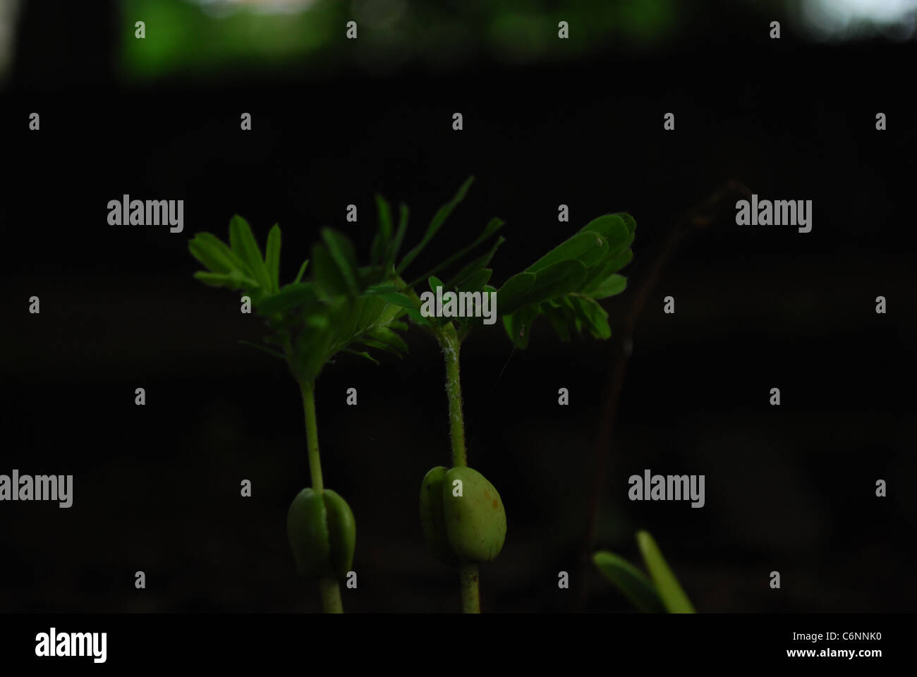 new born plant Stock Photo - Alamy