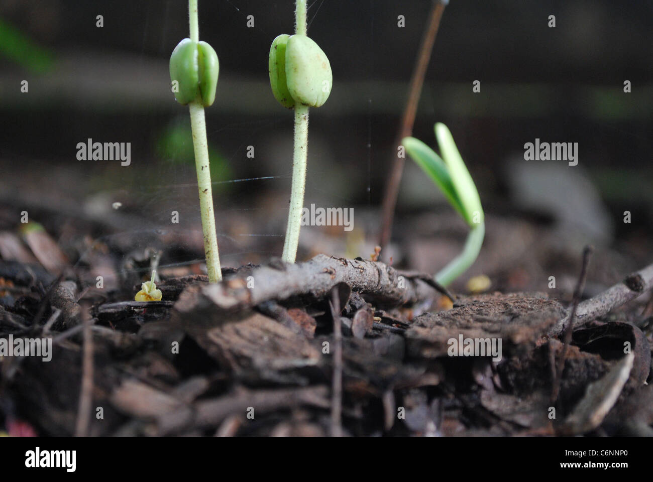 new born plant Stock Photo - Alamy