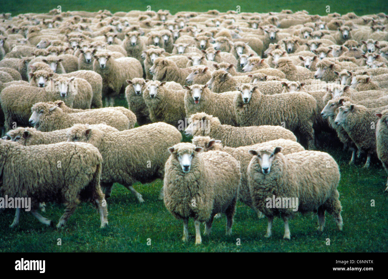 A flock of woolly sheep stop to stare at visitors on the South Island ...