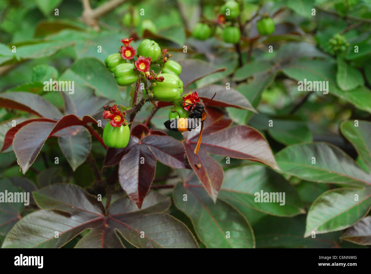 Red physic nut hi-res stock photography and images - Alamy