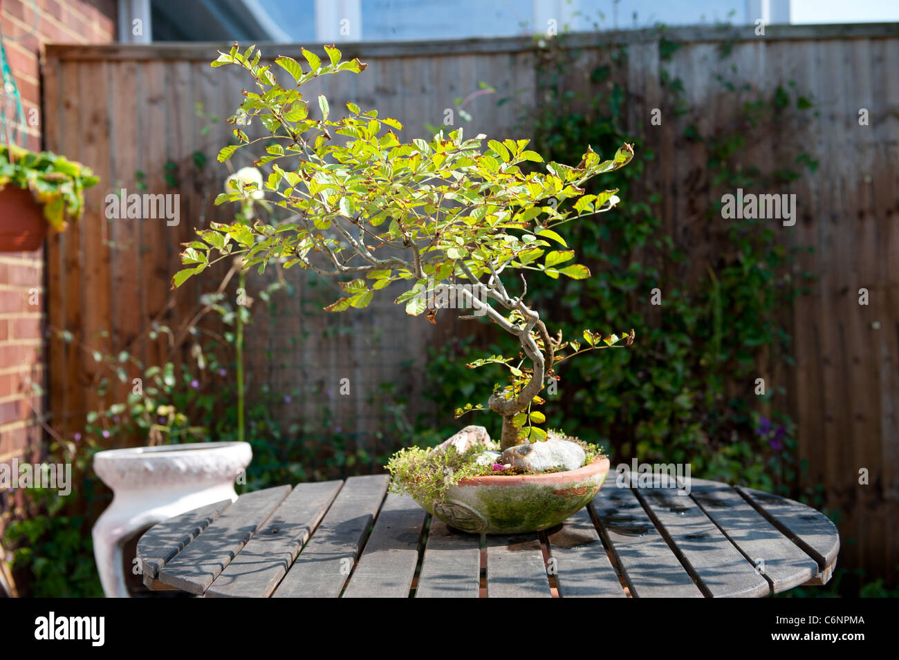 Tree top garden hi-res stock photography and images - Alamy
