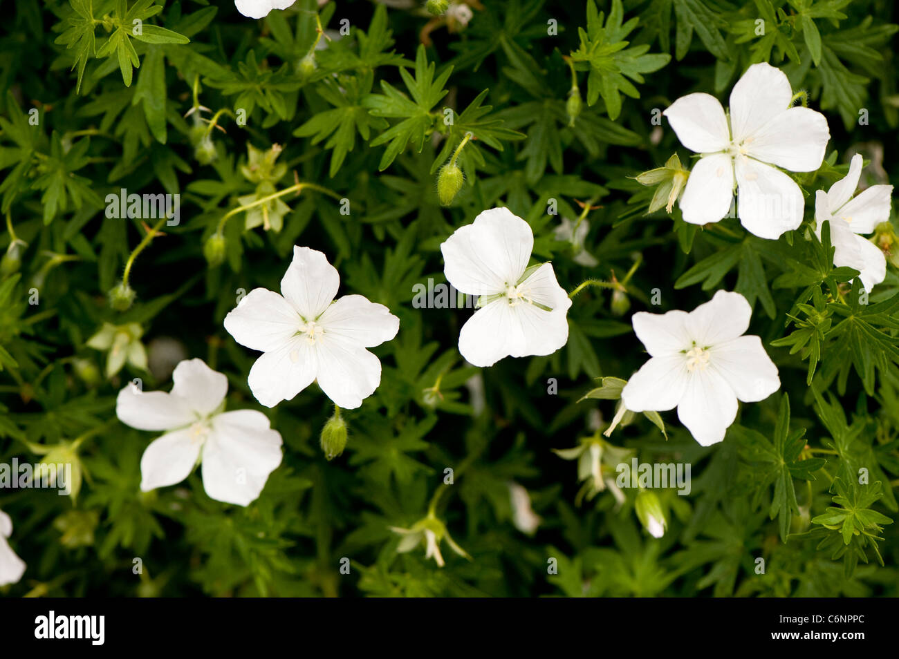 Royal white geranium hi-res stock photography and images - Alamy