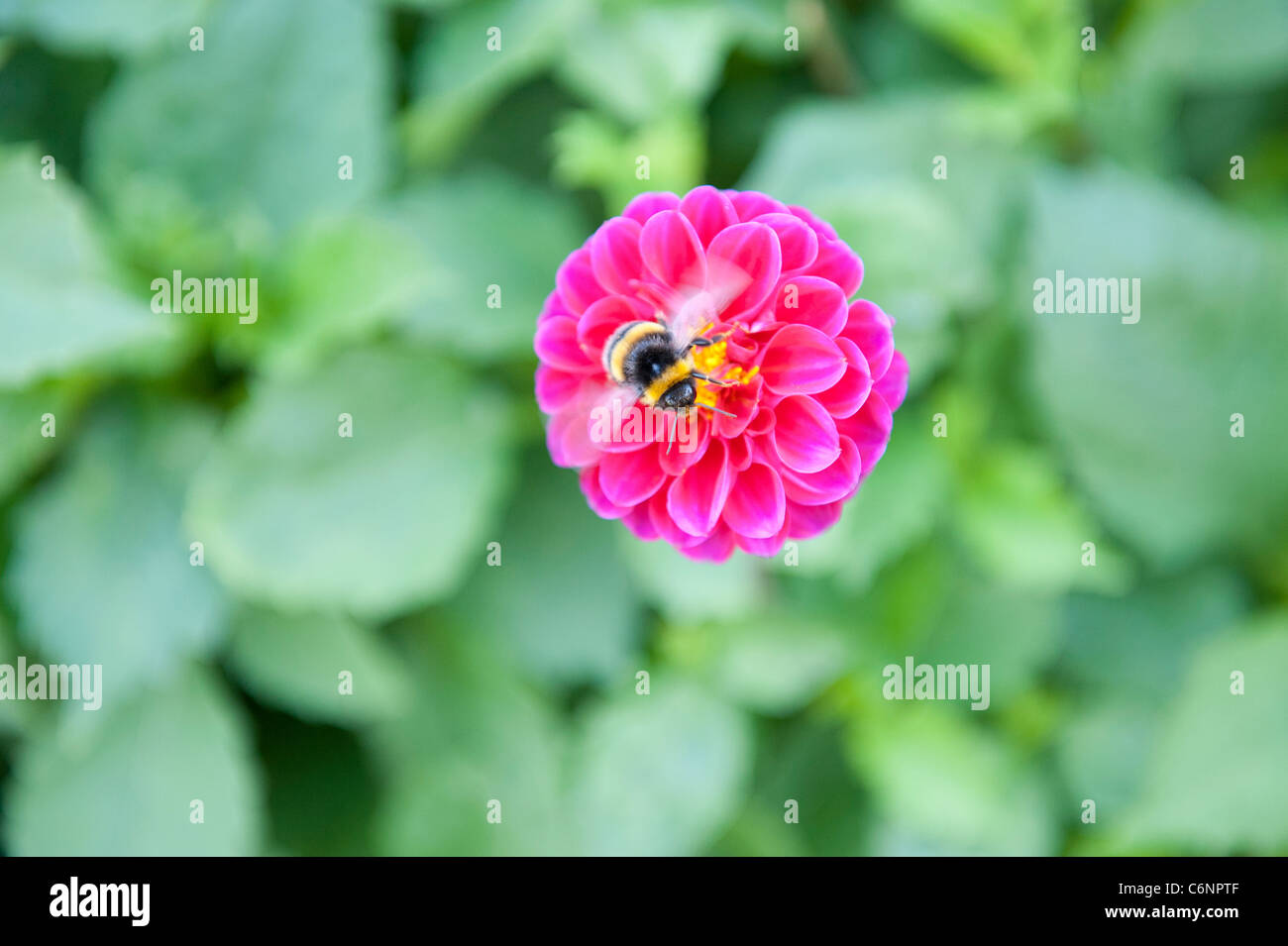 Honey bee landing on flower hi-res stock photography and images - Alamy