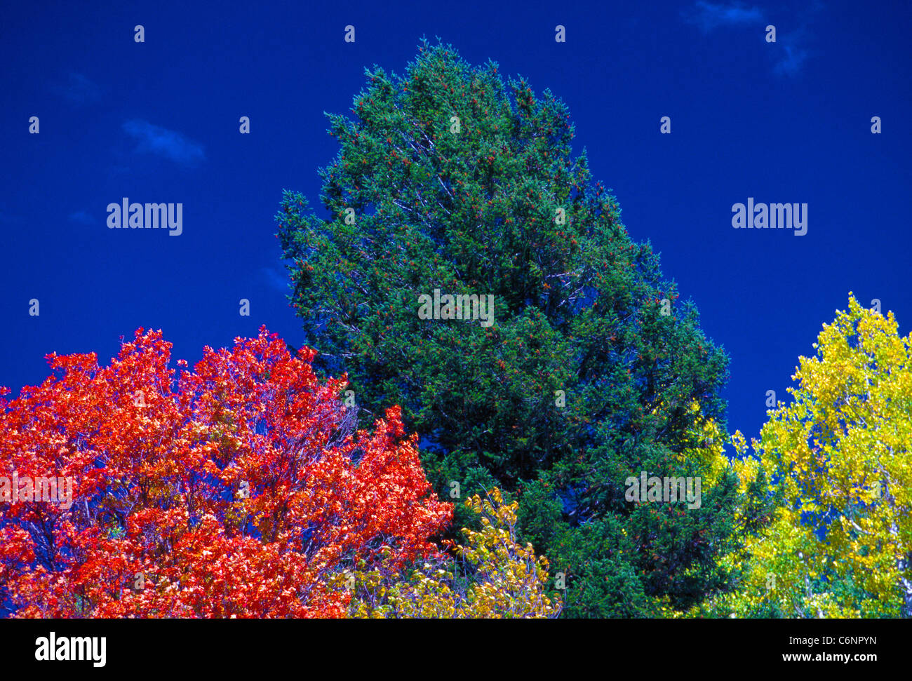The rich red, green, and yellow colors of tree leaves stand out against ...