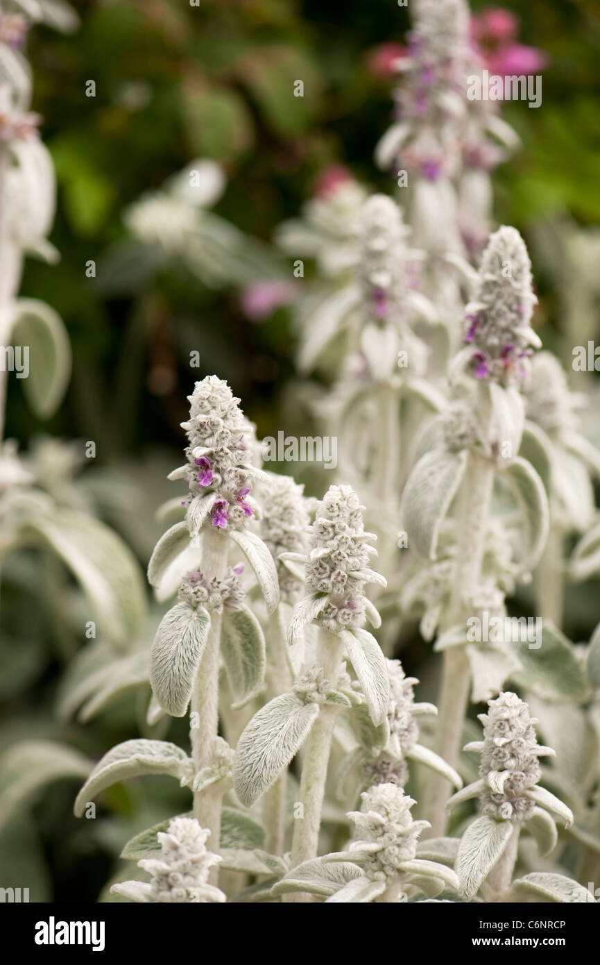 Stachys byzantina, Lamb’s Ears, in flower Stock Photo - Alamy
