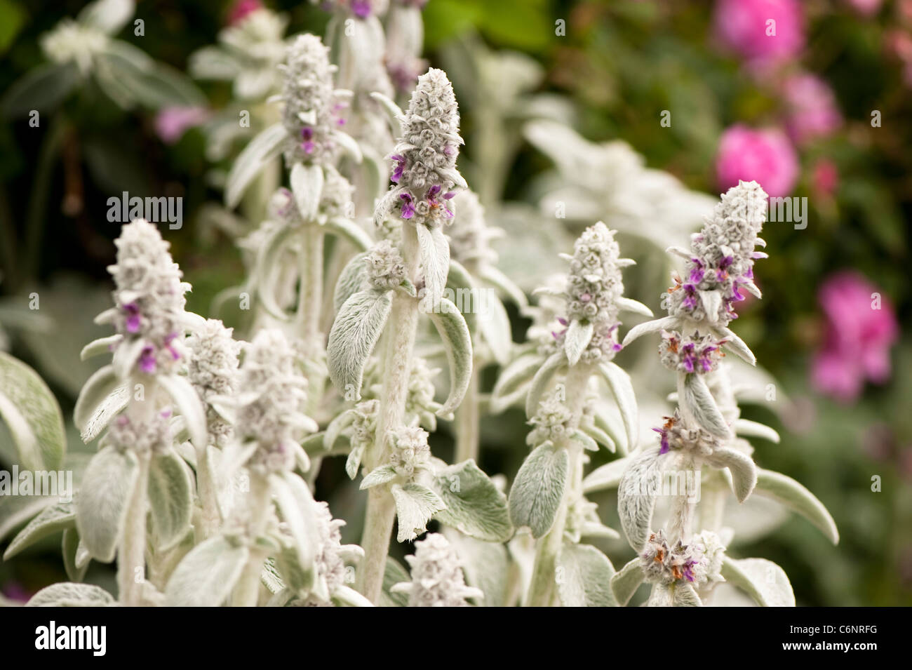 Stachys byzantina, Lamb’s Ears, in flower Stock Photo - Alamy