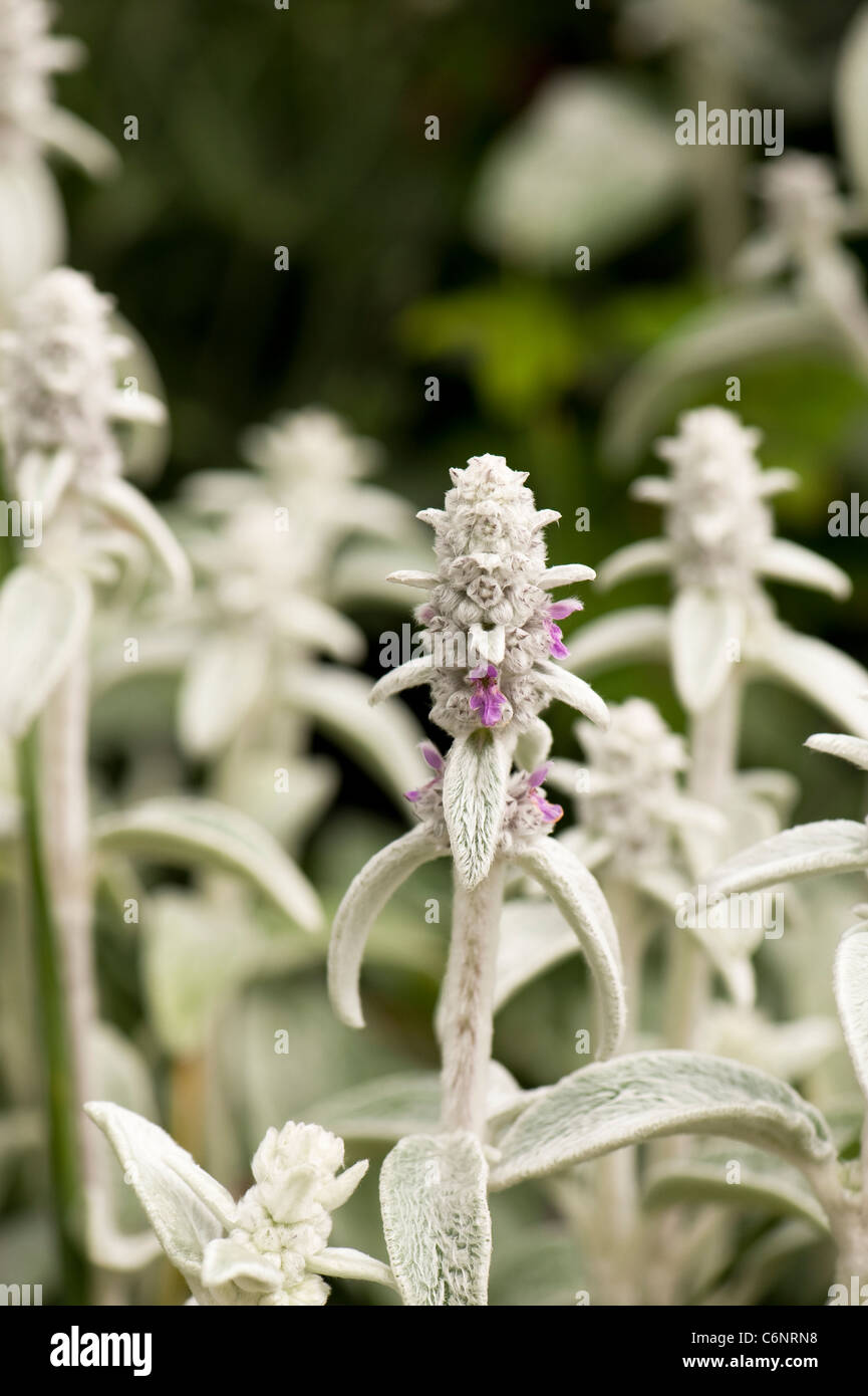 Lambs ears flower plant hi-res stock photography and images - Alamy