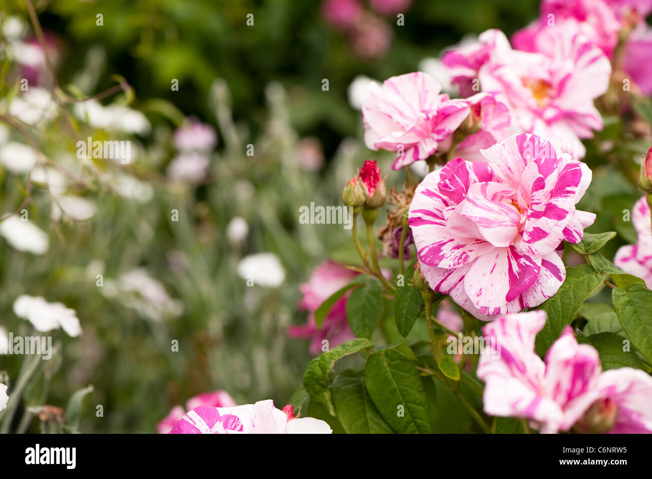 Rosa gallica ‘Veriscolor’, Rosa Mundi Rose, in flower Stock Photo - Alamy