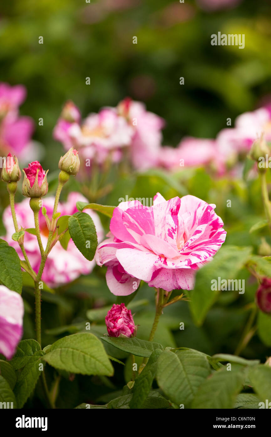 Rosa gallica ‘Veriscolor’, Rosa Mundi Rose, in flower Stock Photo - Alamy