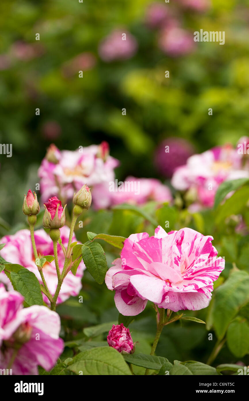 Rosa gallica ‘Veriscolor’, Rosa Mundi Rose, in flower Stock Photo - Alamy