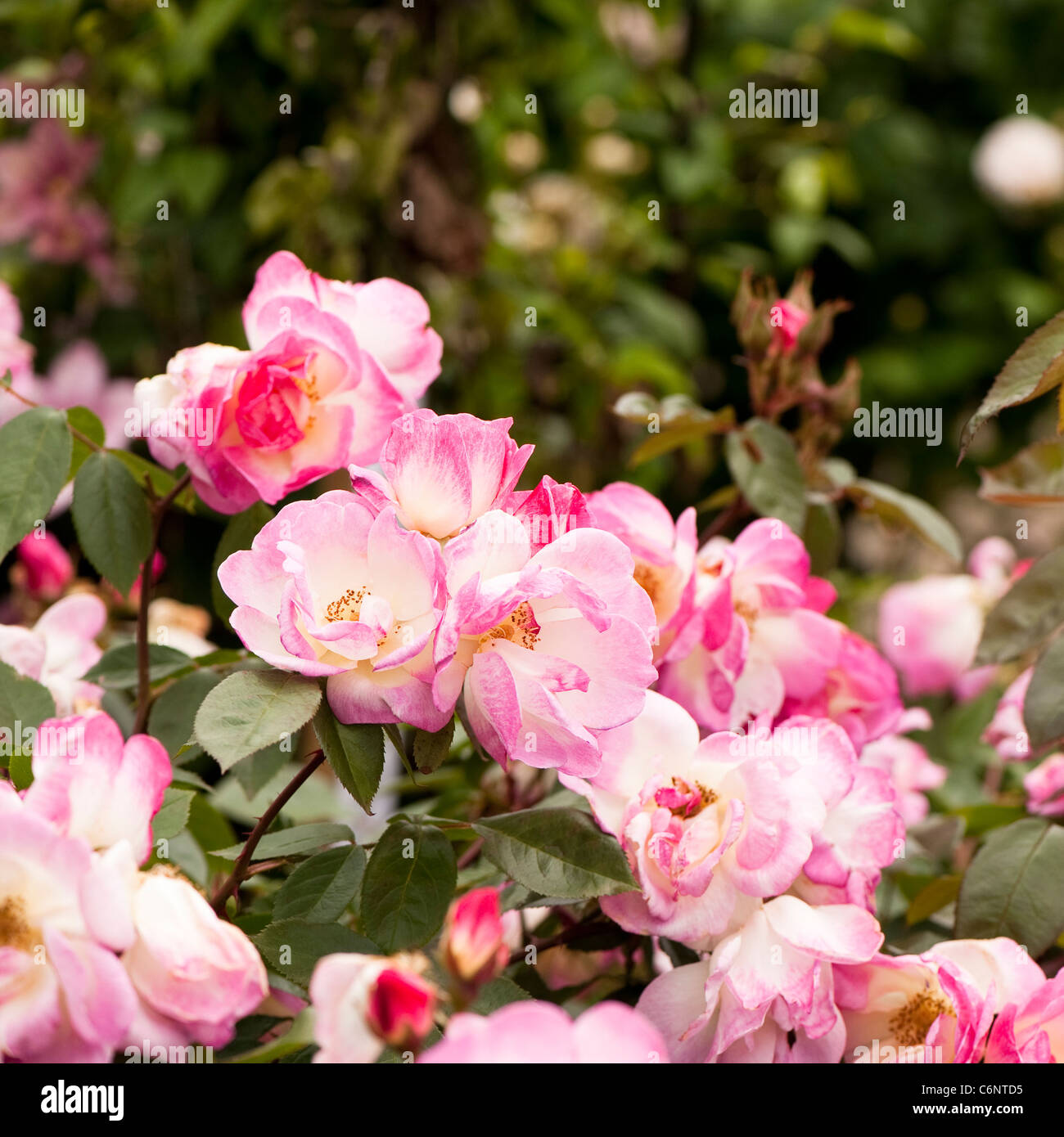 Pink and white rose in flower in The Shrub Rose Garden, RHS Rosemoor ...