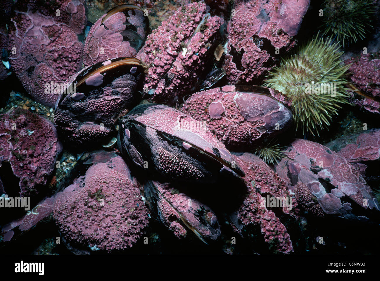 Dark Red Coralline Algae