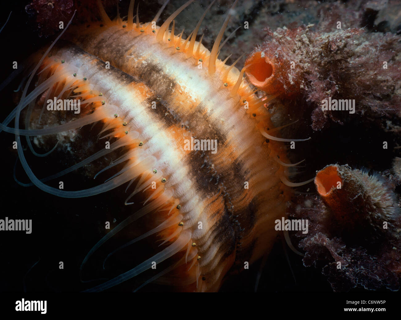 Queen scallop hi-res stock photography and images - Alamy