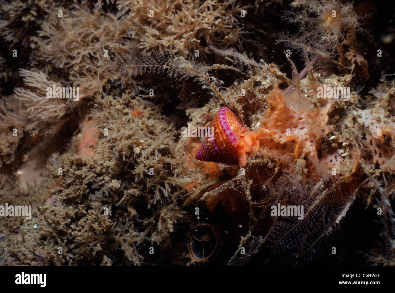 Purple ringed snail hi-res stock photography and images - Alamy
