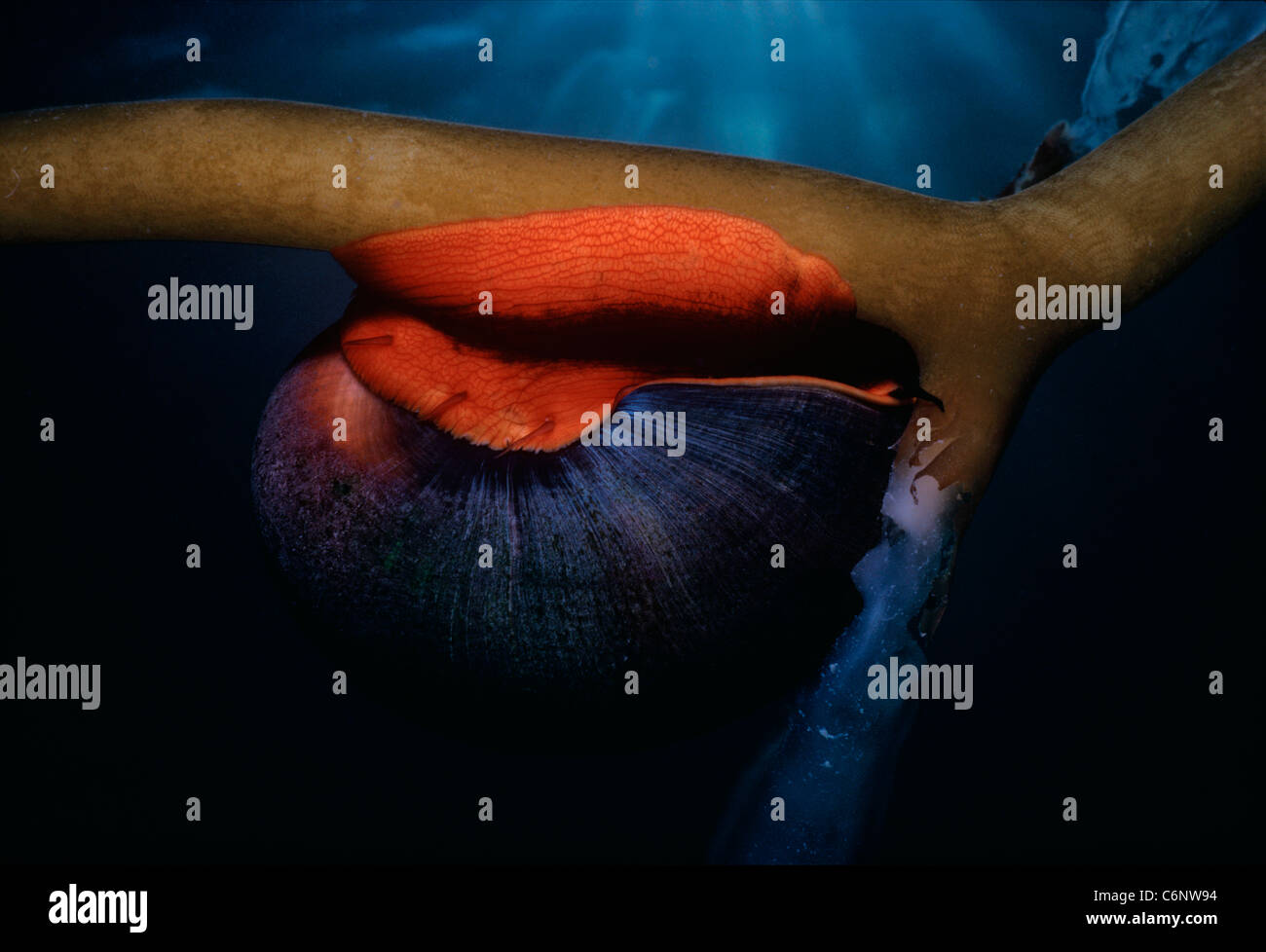 Trochidae High Resolution Stock Photography and Images - Alamy