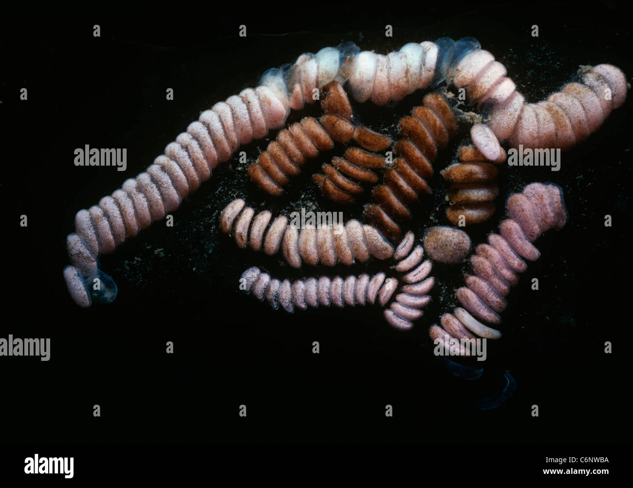 Cone snails hi-res stock photography and images - Alamy