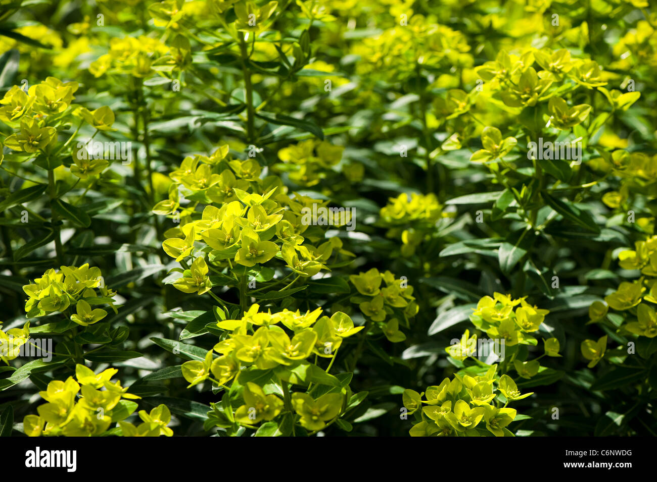 Wallichii hi-res stock photography and images - Alamy