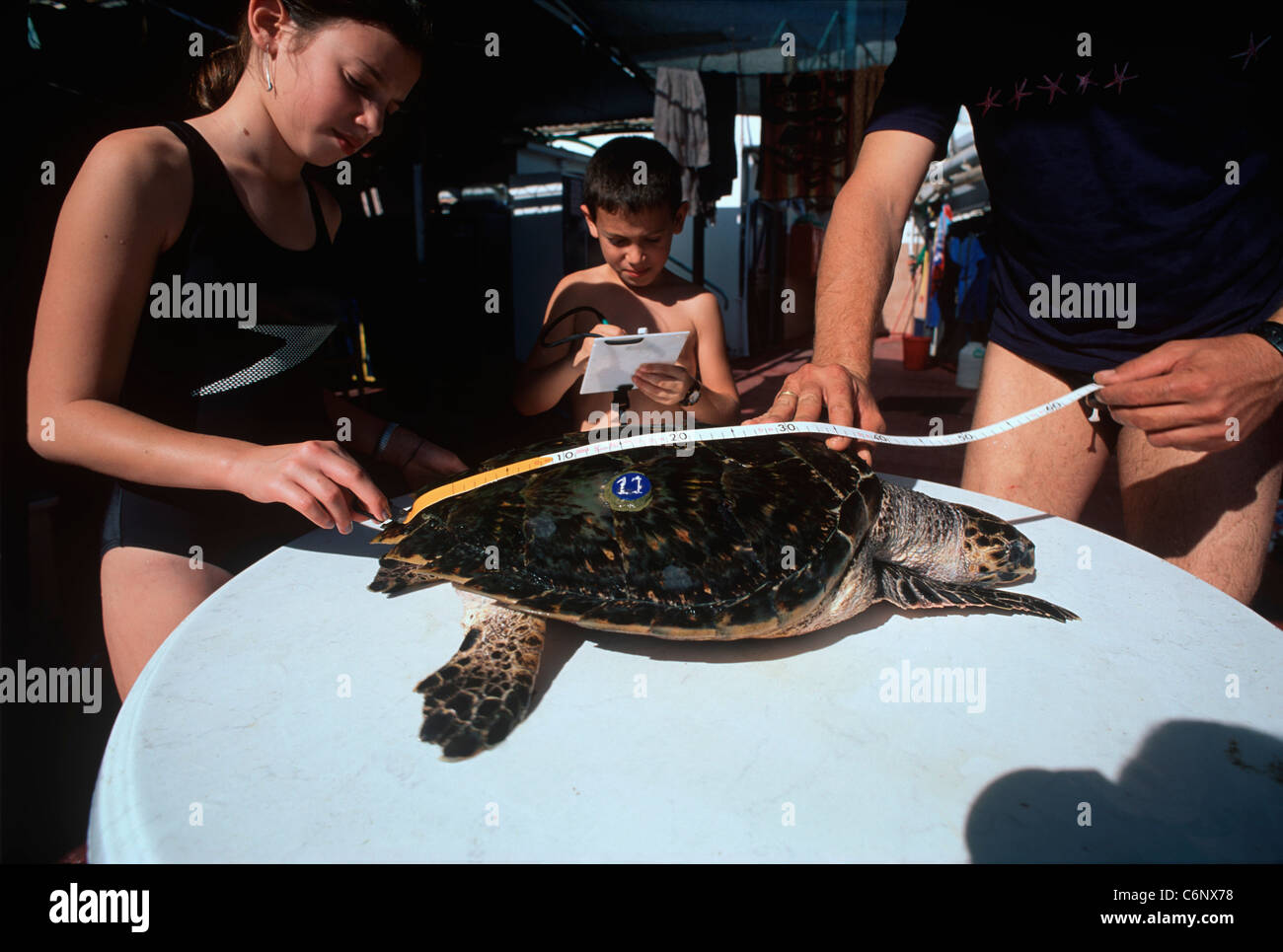A Scientist demonstrates to children how to measure a Hawksbill Turtle ...