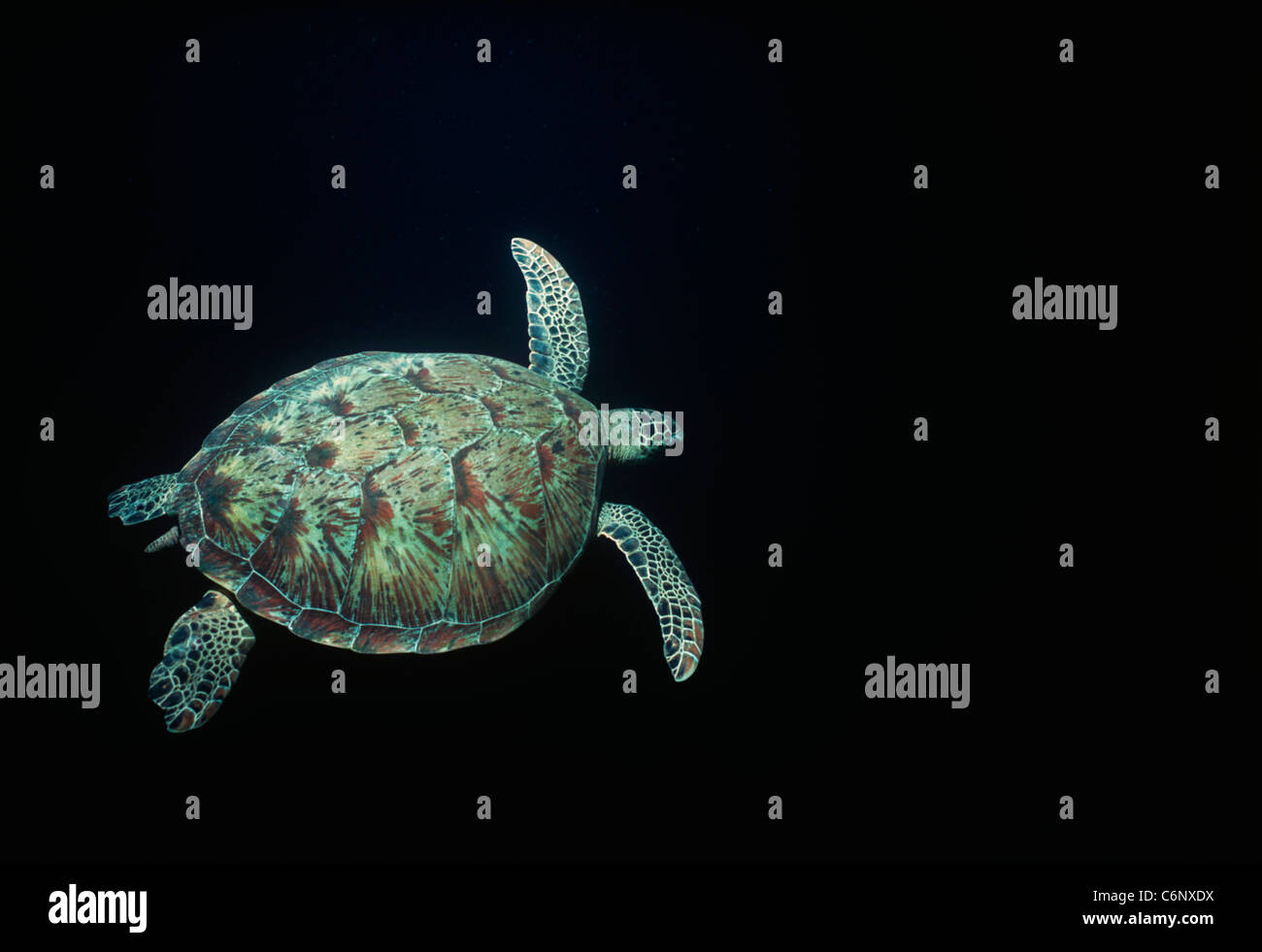 Green sea turtles shell hi-res stock photography and images - Alamy