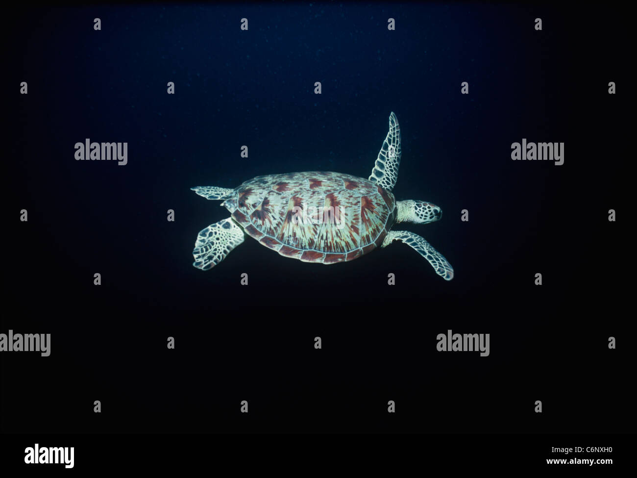 Green sea turtles shell hi-res stock photography and images - Alamy