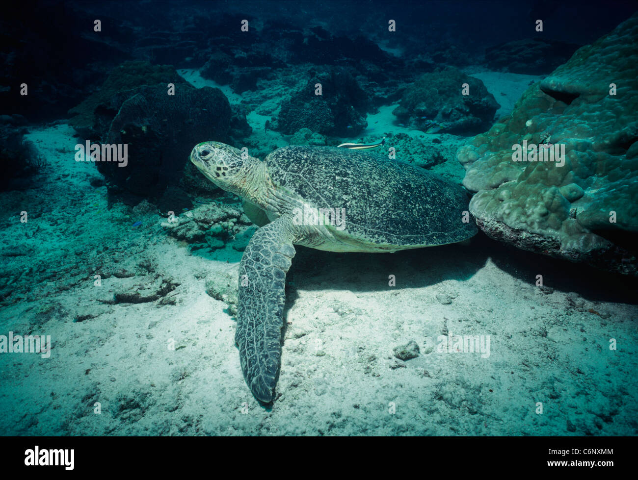 Hawksbill sea turtles hi-res stock photography and images - Alamy