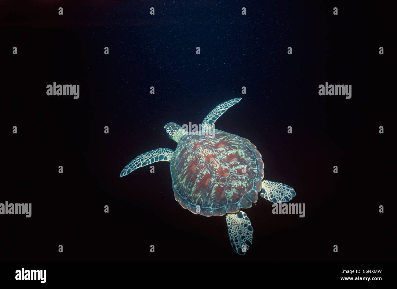 Green Turtle (Chelonia mydas) swimming in the open ocean at night ...