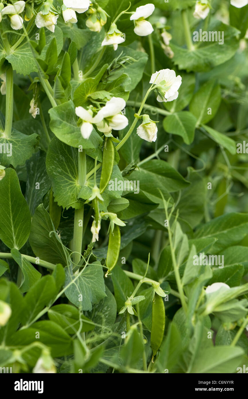Flowers and pea pods on Pisum sativum 'Ambassador', Garden Peas Stock ...