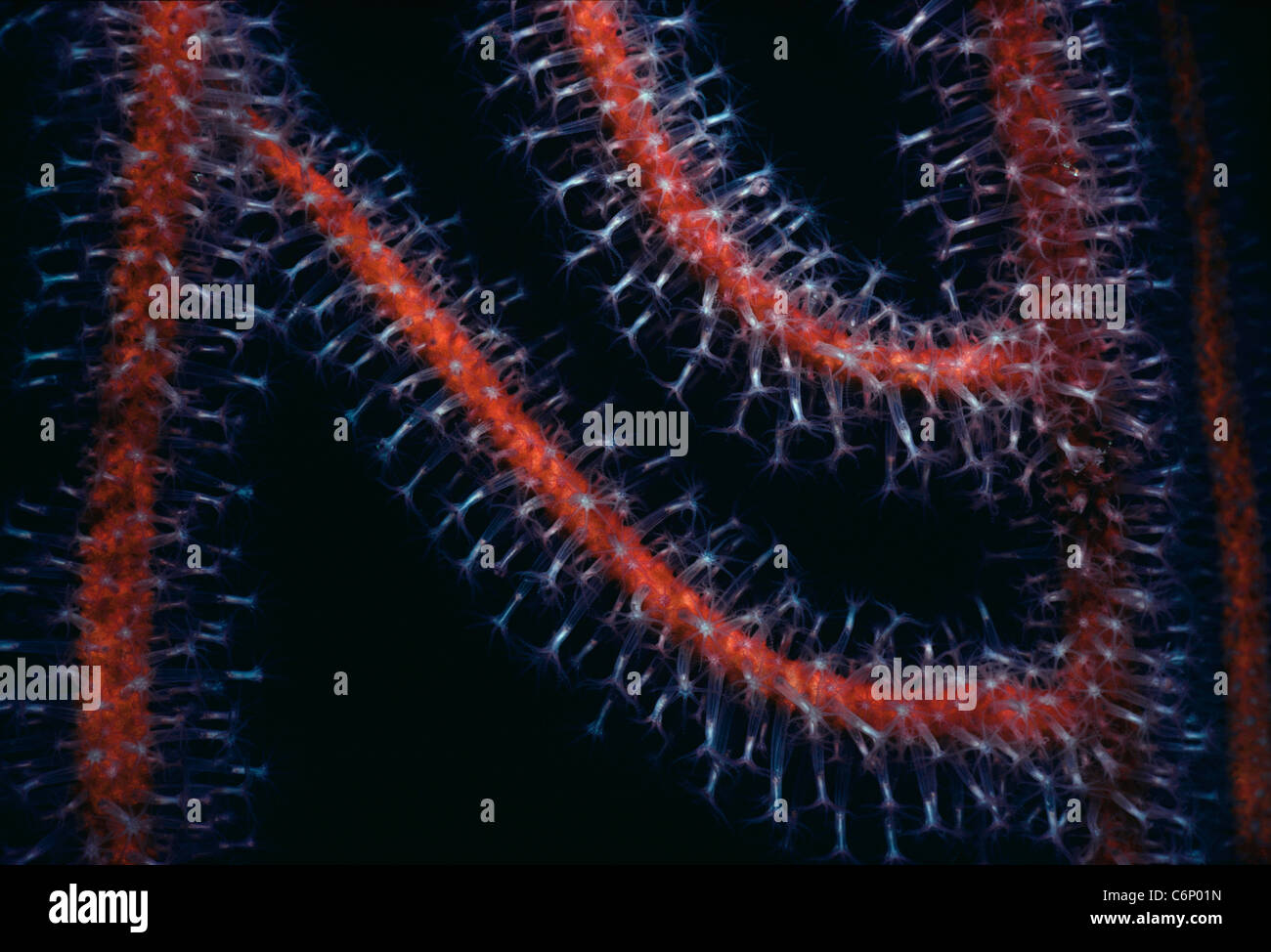 Gorgonian Coral (Gorgonacea) polyps open and feeding on plankton. Red ...