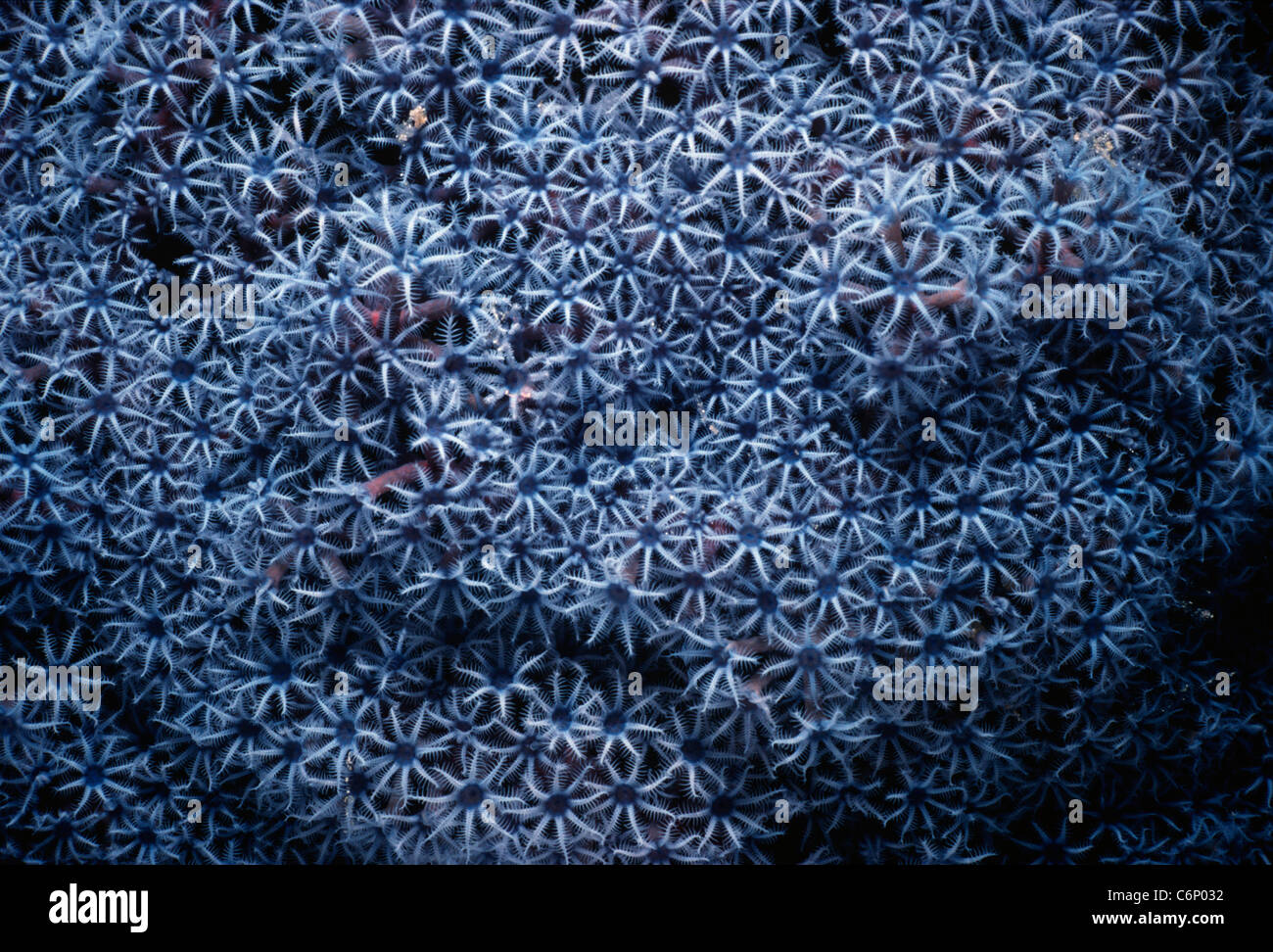 Gorgonian Coral (Gorgonacea) polyps open and feeding on plankton. Red ...