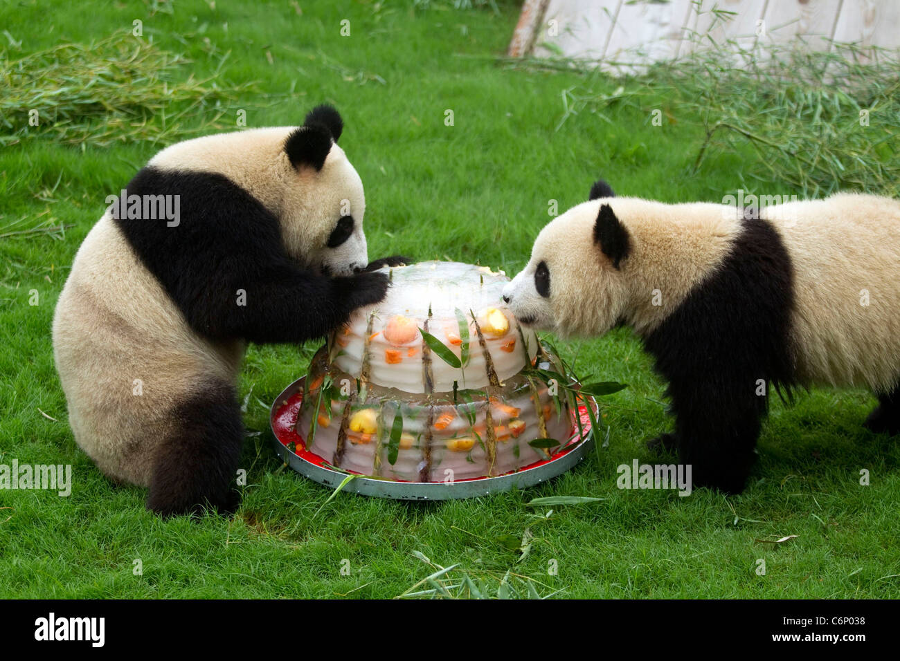 Pandas at Shanghai Safari Park in Shanghai. Ten young pandas from ...