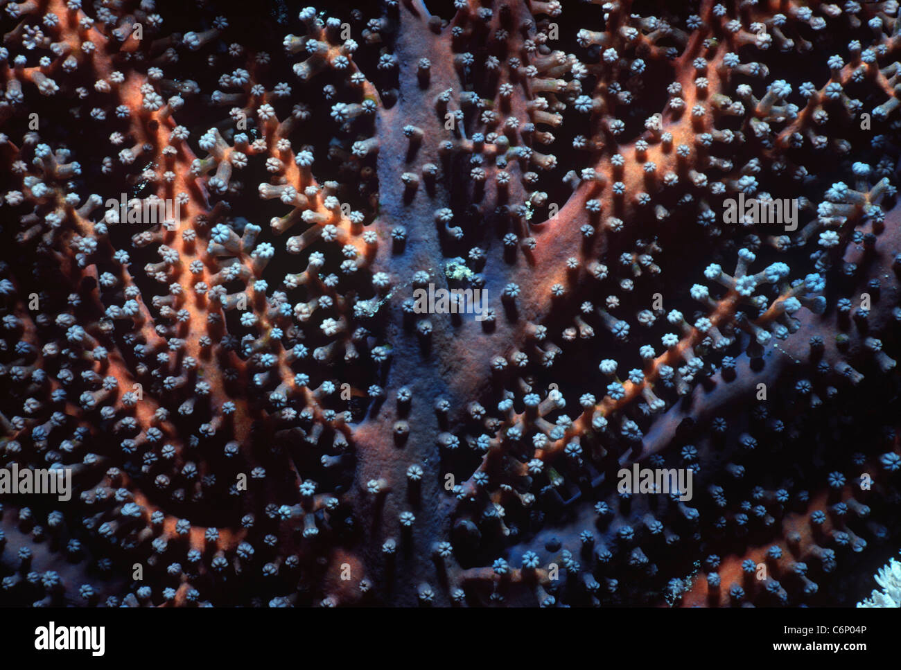 Gorgonian giant subergorgia hicksoni polyps hi-res stock photography ...