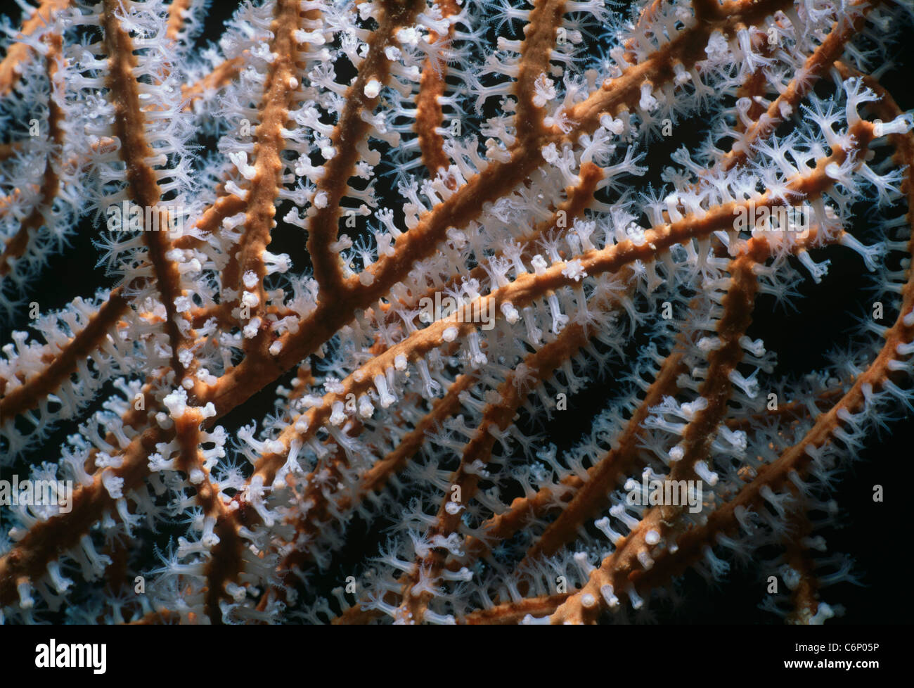Sessile polyps hi-res stock photography and images - Alamy