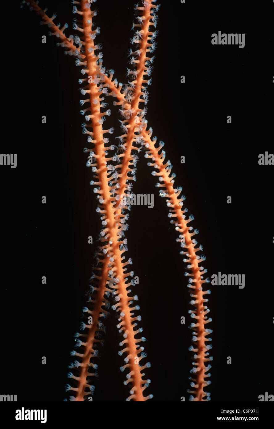 Gorgonian Sea Whip Coral (Gorgonacea) polyps open and feeding on ...