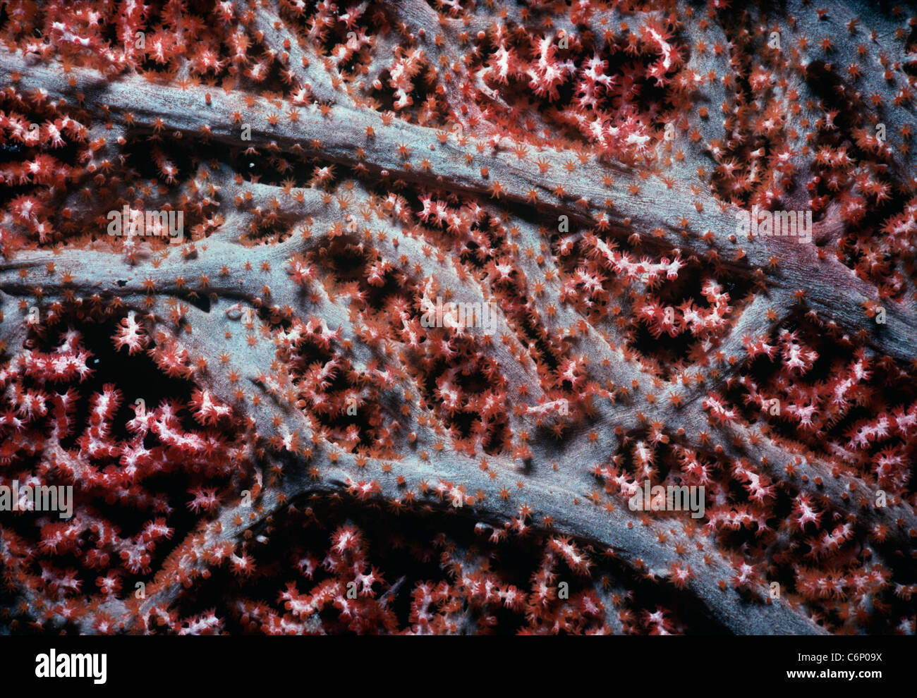 Gorgonian Seafan Coral (Gorgonacea) polyps open and feeding on plankton ...