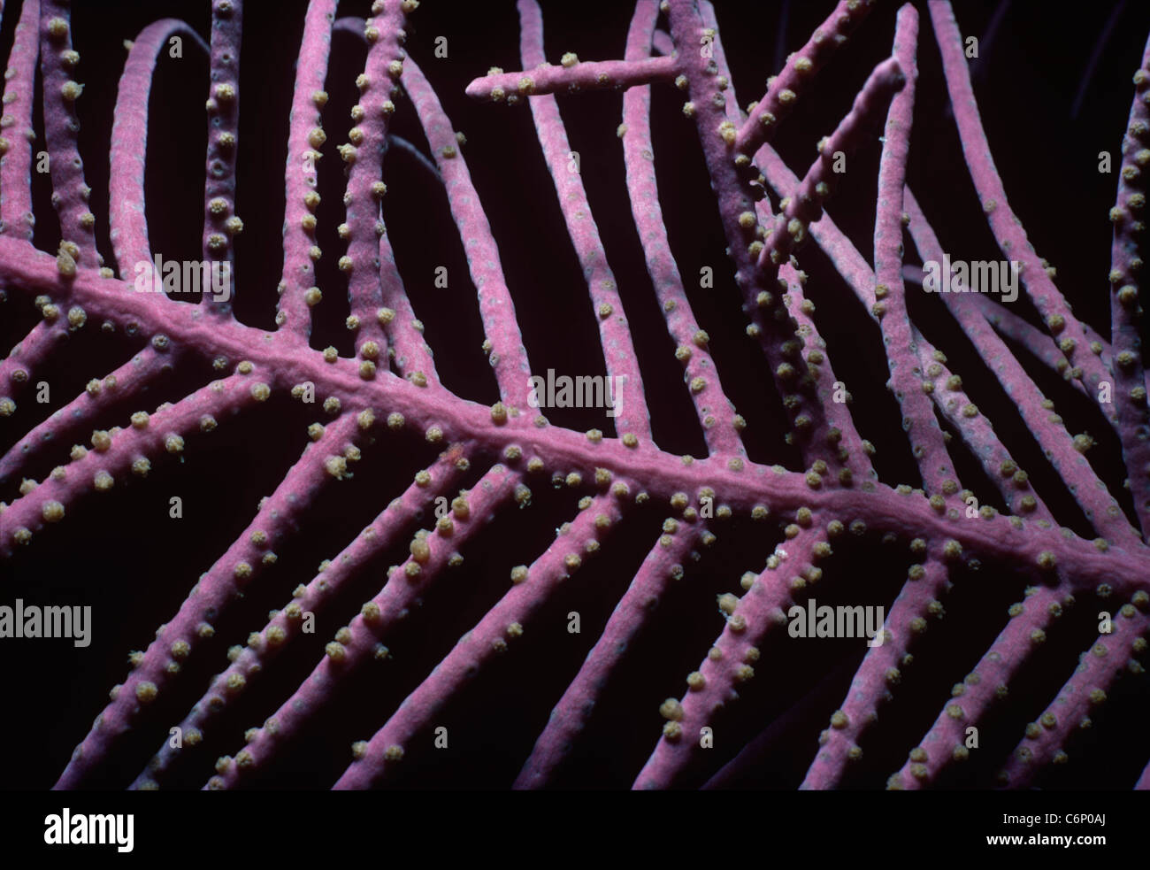 Purple Sea Whip Coral (Gorgonacea) polyps closed at night. Grand Turk ...