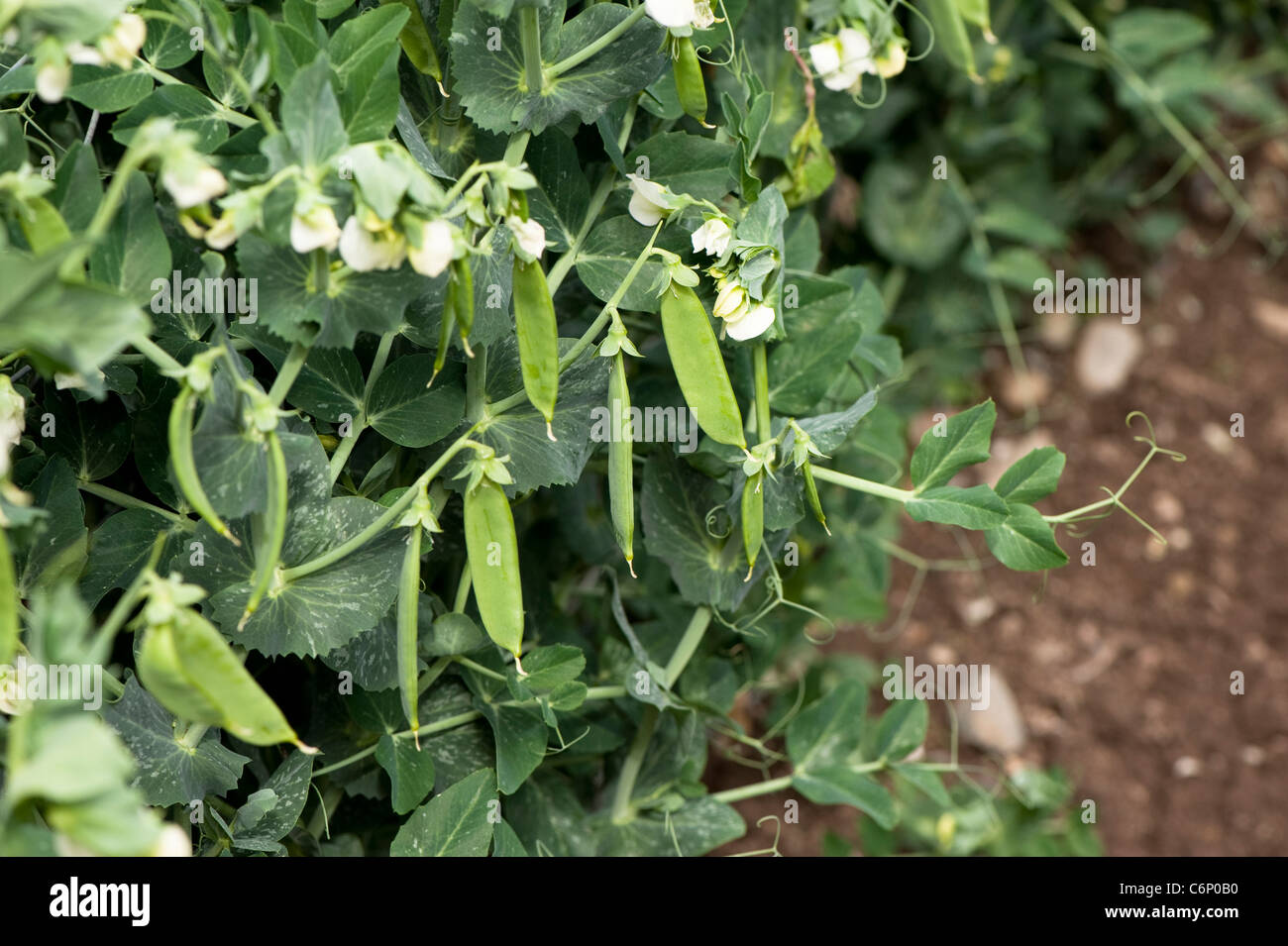 Flowers and pea pods on Pisum sativum 'Balmoral', Garden Peas Stock ...