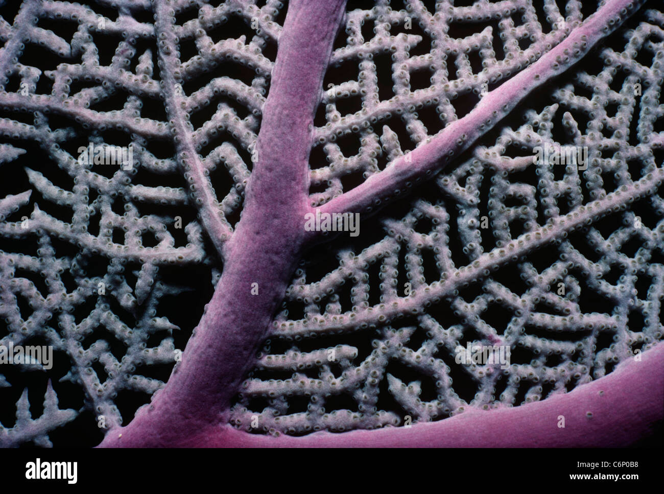 Purple Gorgonian Seafan Coral (Gorgonacea) polyps closed at night ...