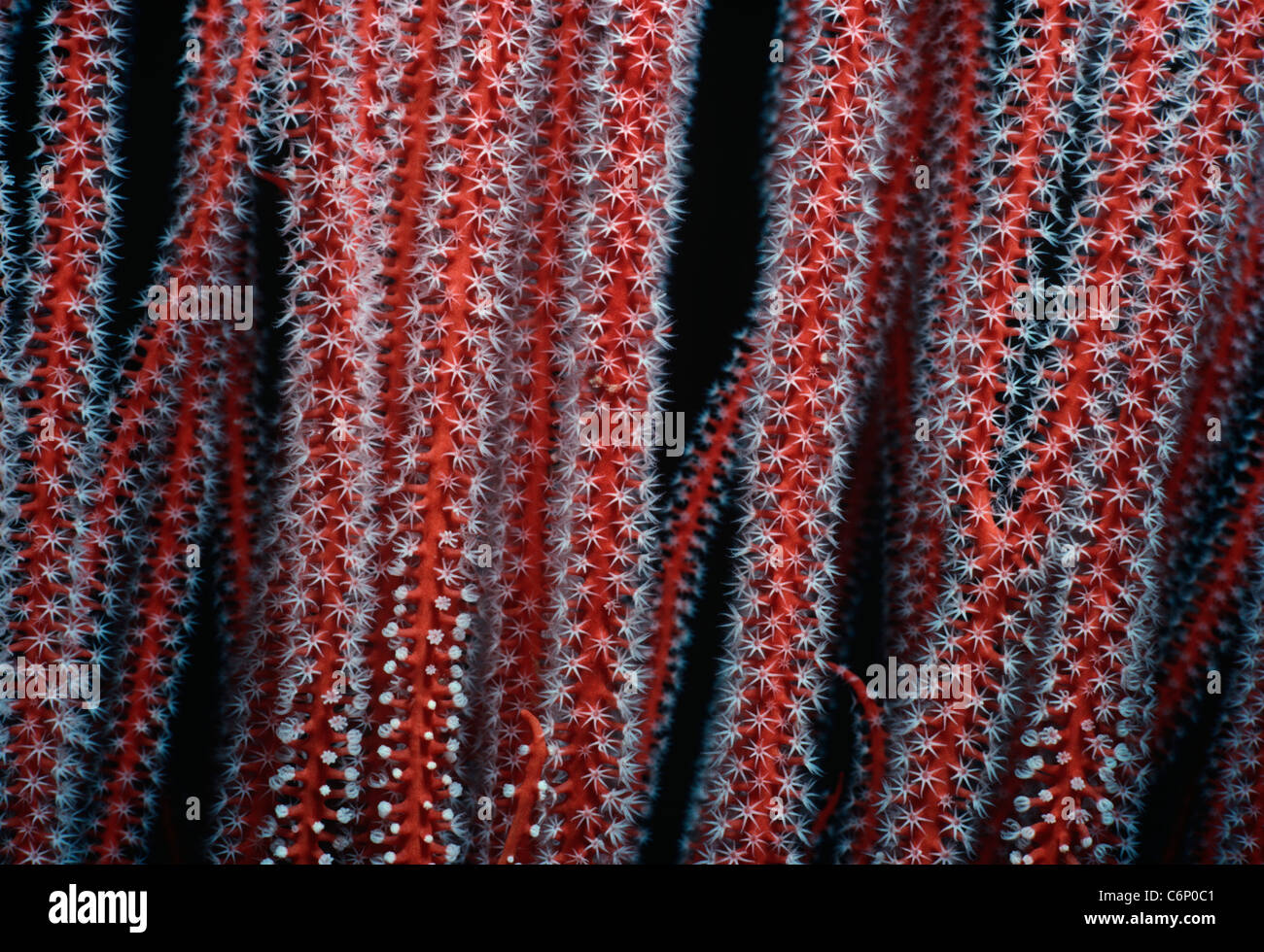 Gorgonian Coral (Gorgonacea) polyps open and feeding on plankton. Papua ...