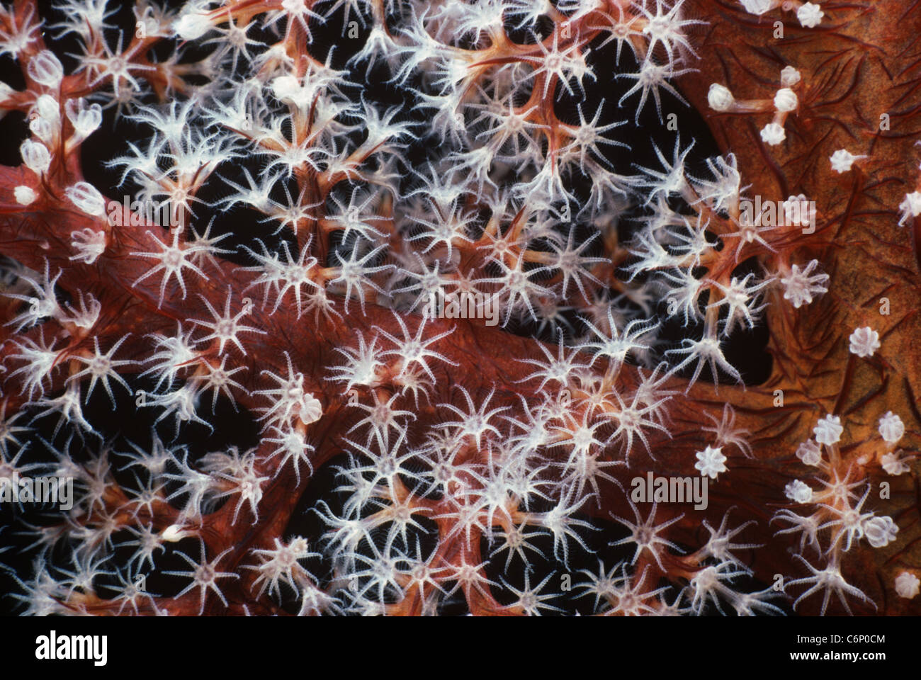 Gorgonian Coral (Gorgonacea) polyps open and feeding on plankton. Papua ...