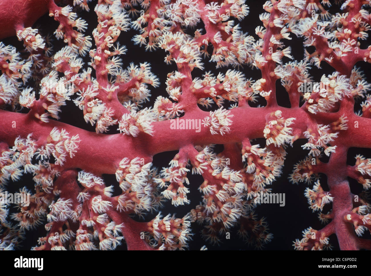 Gorgonian Coral (Gorgonacea) polyps open and feeding on plankton. Papua ...
