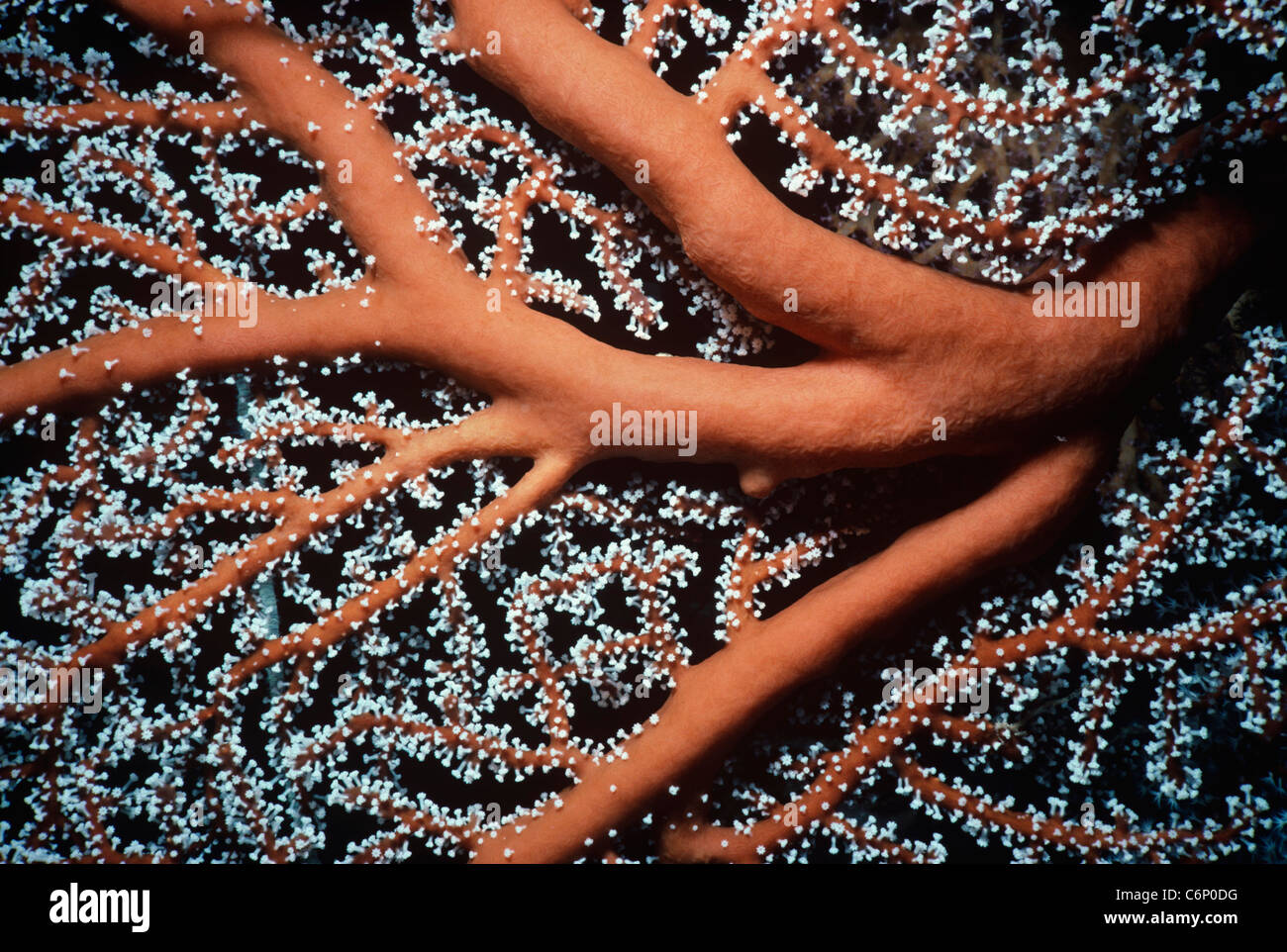 Gorgonian Sea Fan Coral (Gorgonacea) polyps closed. Papua New Guinea ...