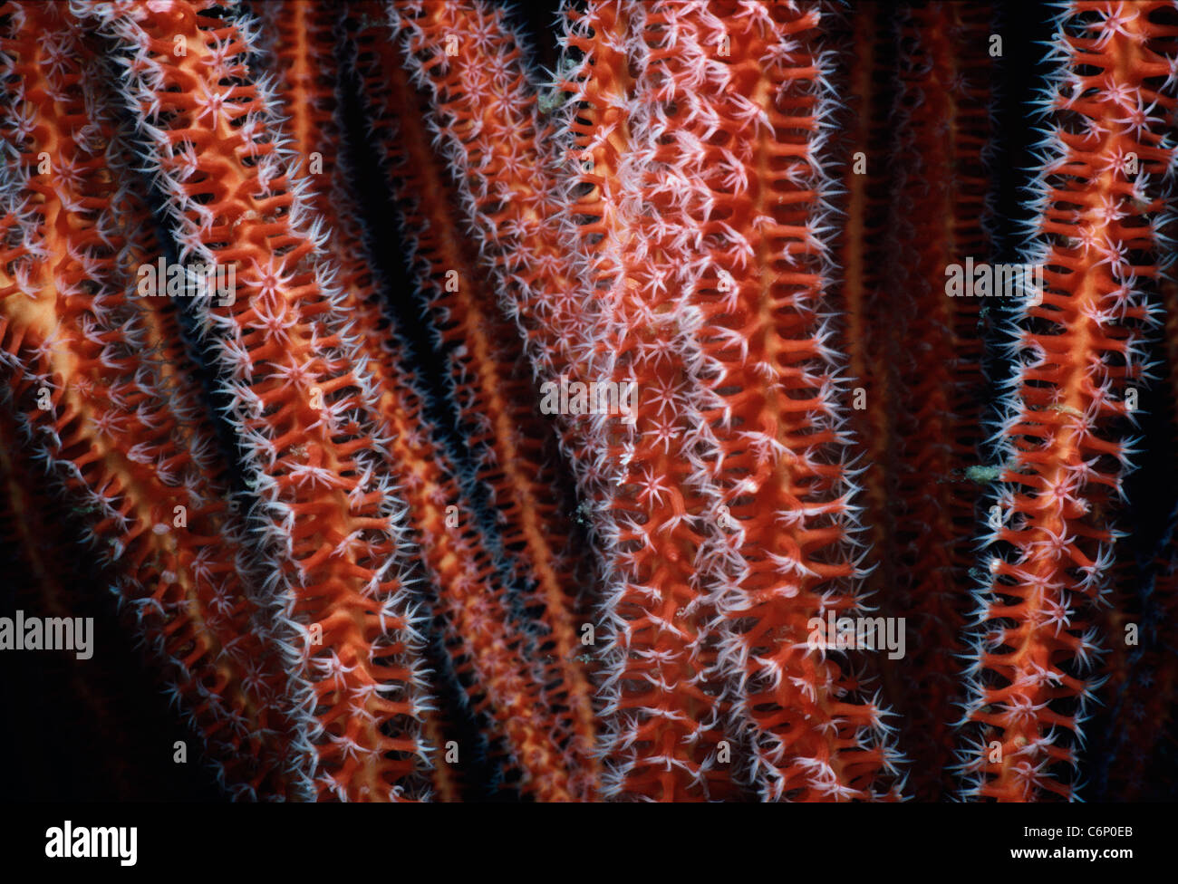 Gorgonian Coral (Gorgonacea) polyps open and feeding on plankton. Papua ...