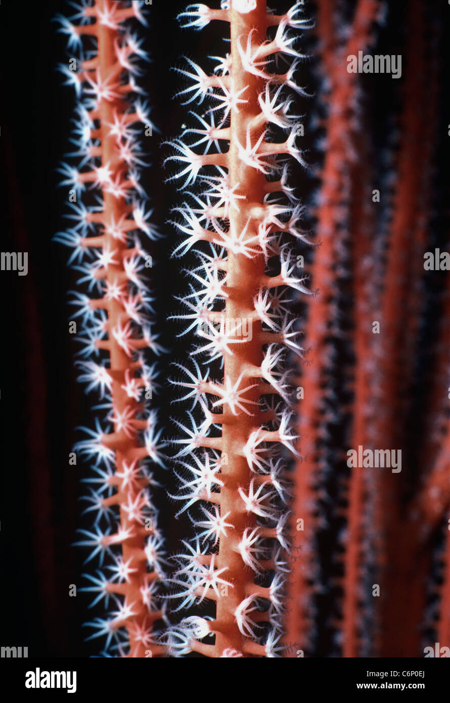 Gorgonian Coral (Gorgonacea) polyps open and feeding on plankton. Papua ...
