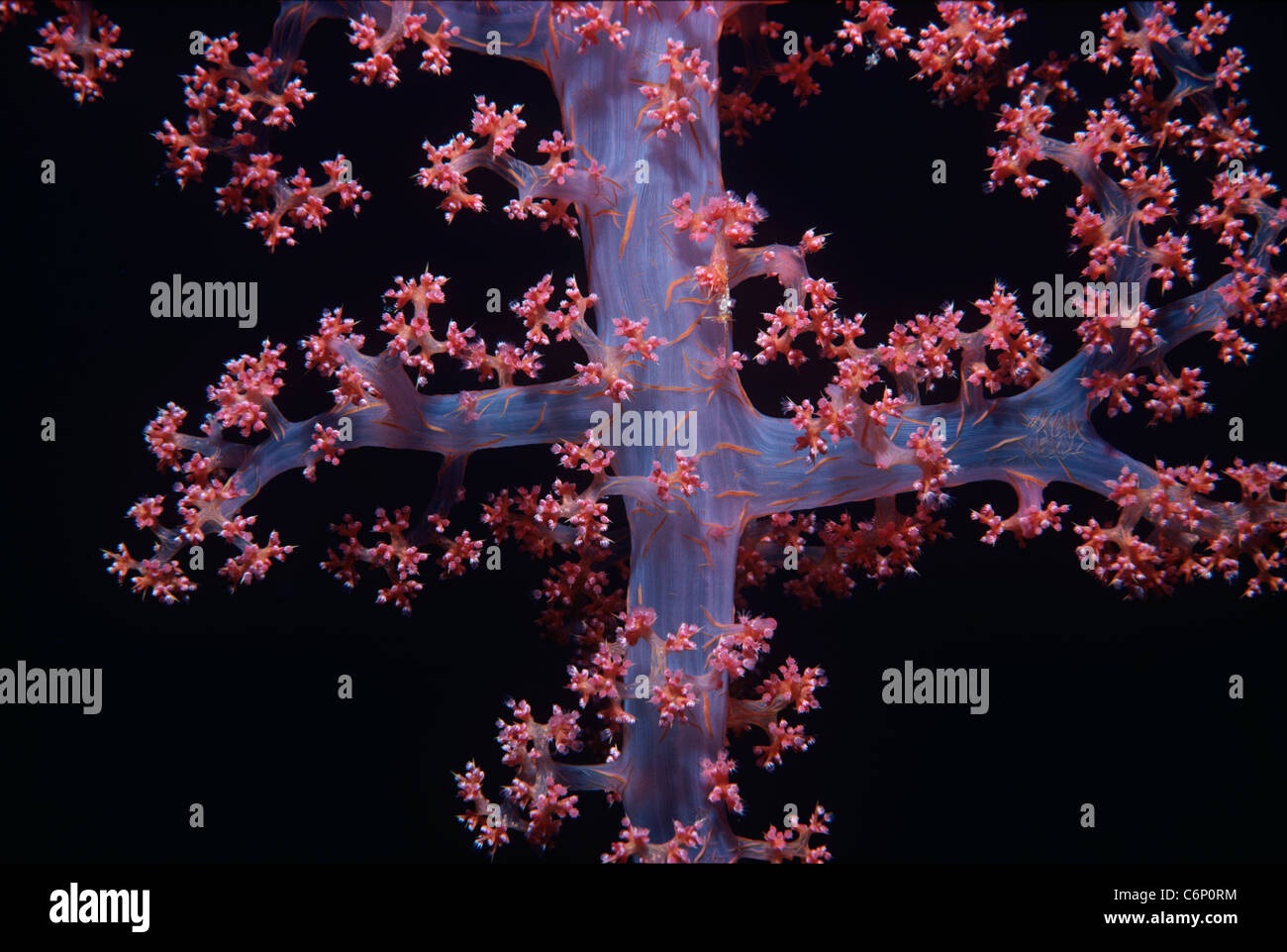 Alcyonarian coral (Dendronephthya spp.) polyps open and feeding. Red ...